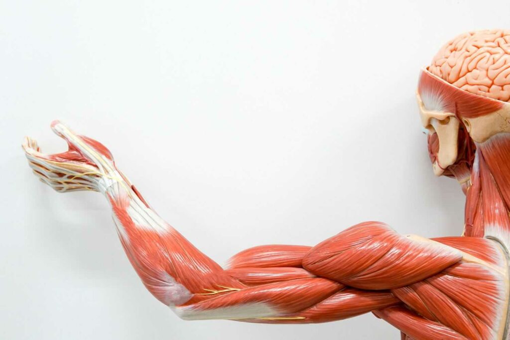 Forearm Muscle Pain Near Elbow: Signs To Know, Treatments